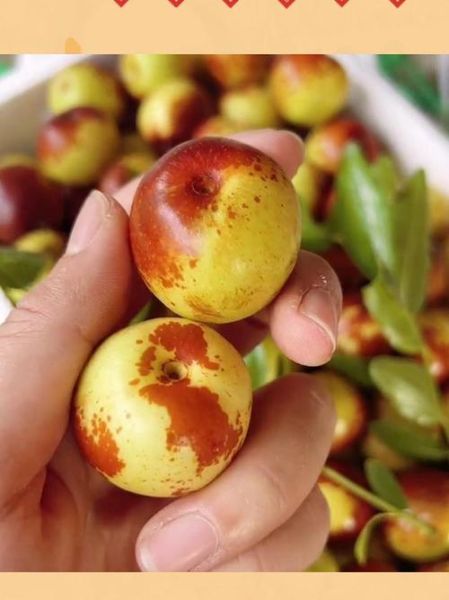 冬枣图片高清_如何挑选优质冬枣-第2张图片-山城妙识