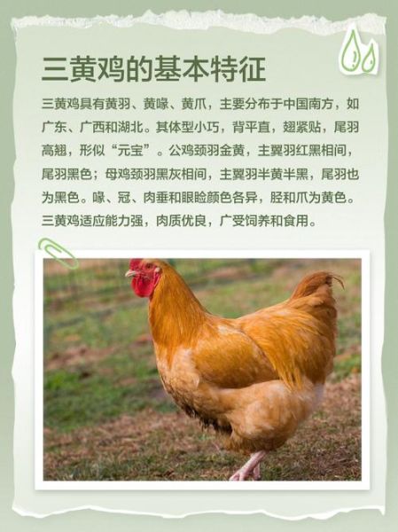 花雕鸡用的是什么鸡_三黄鸡还是土鸡-第2张图片-山城妙识