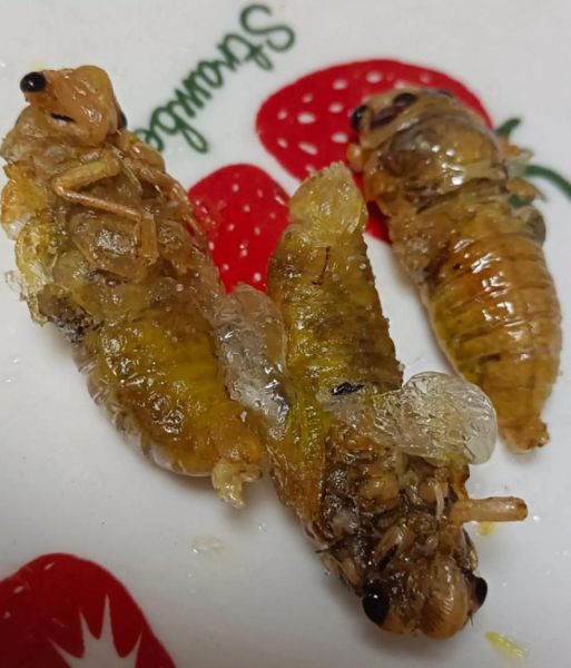 黑知了的做法大全_家常黑知了怎么做好吃-第1张图片-山城妙识