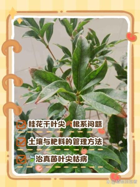 桂花干尖掉叶是怎么回事_桂花叶子干枯脱落怎么办-第1张图片-山城妙识 桂花干尖掉叶是怎么回事_桂花叶子干枯脱落怎么办-第1张图片-山城妙识