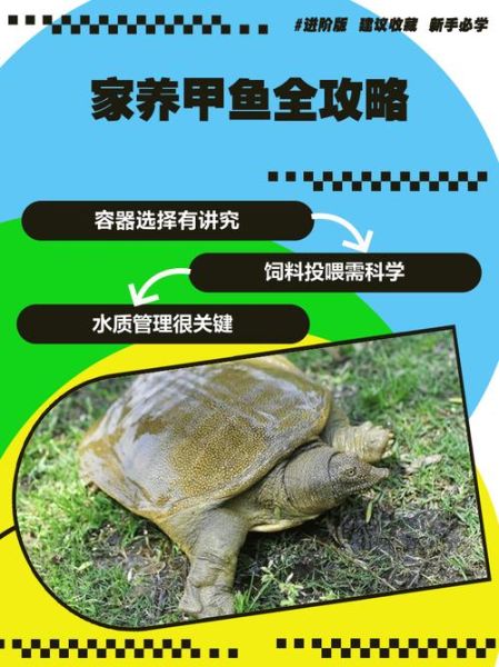 3000只甲鱼成本_养甲鱼需要多少钱-第3张图片-山城妙识 3000只甲鱼成本_养甲鱼需要多少钱-第3张图片-山城妙识