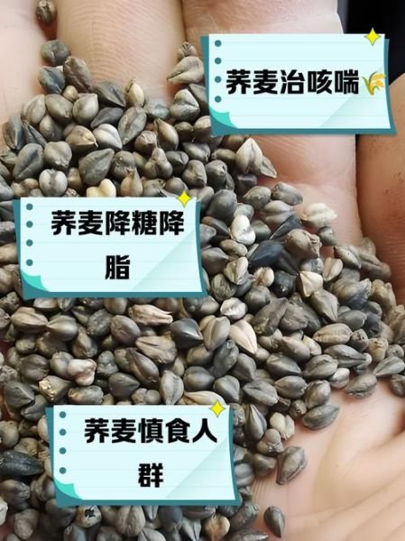 荞麦的功效与作用禁忌_荞麦怎么吃才健康-第3张图片-山城妙识 荞麦的功效与作用禁忌_荞麦怎么吃才健康-第3张图片-山城妙识