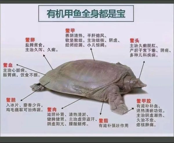 甲鱼的营养价值_吃甲鱼有哪些好处-第1张图片-山城妙识