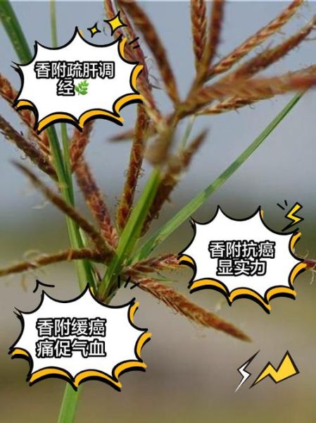 香附的功效与作用_香附能治哪些病-第3张图片-山城妙识