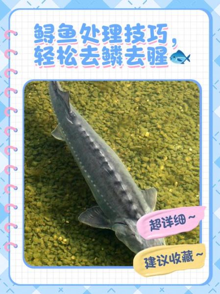 鲟鱼怎么处理_鲟鱼去鳞去腥技巧-第1张图片-山城妙识