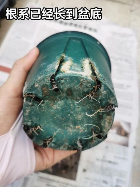 萝卜菜苗怎么种_萝卜菜苗几天发芽-第1张图片-山城妙识 萝卜菜苗怎么种_萝卜菜苗几天发芽-第1张图片-山城妙识