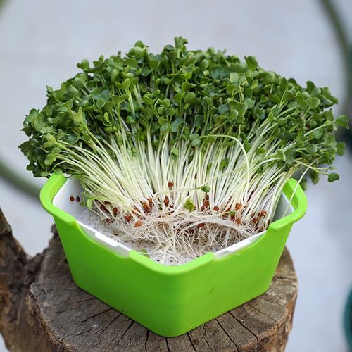 萝卜菜苗怎么种_萝卜菜苗几天发芽-第2张图片-山城妙识 萝卜菜苗怎么种_萝卜菜苗几天发芽-第2张图片-山城妙识