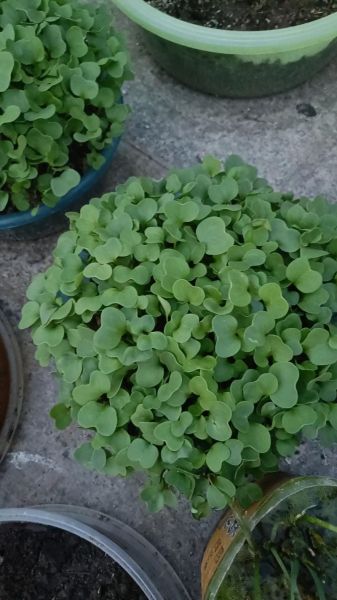 萝卜菜苗怎么种_萝卜菜苗几天发芽-第3张图片-山城妙识 萝卜菜苗怎么种_萝卜菜苗几天发芽-第3张图片-山城妙识