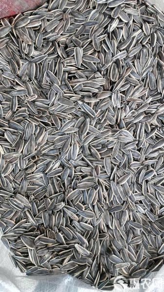 葵花籽价格最新行情_今日多少钱一斤-第3张图片-山城妙识