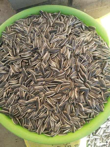 葵花籽价格最新行情_今日多少钱一斤-第1张图片-山城妙识