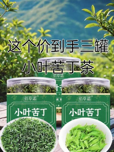 苦丁茶降血压吗_苦丁茶怎么喝才有效-第1张图片-山城妙识