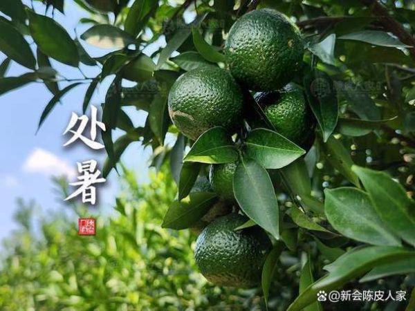 处暑吃什么_处暑养生食谱推荐-第3张图片-山城妙识