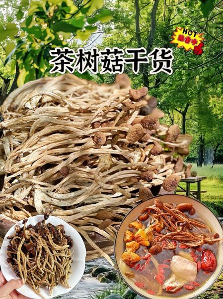 茶树菇图片大全_茶树菇怎么挑选-第1张图片-山城妙识 茶树菇图片大全_茶树菇怎么挑选-第1张图片-山城妙识