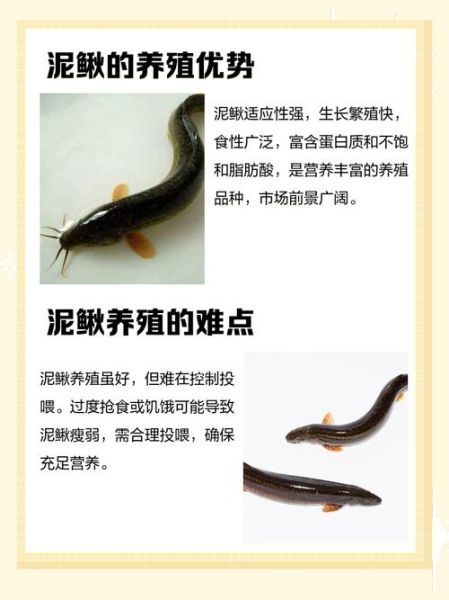 为什么养泥鳅十养九亏_泥鳅养殖失败原因-第1张图片-山城妙识