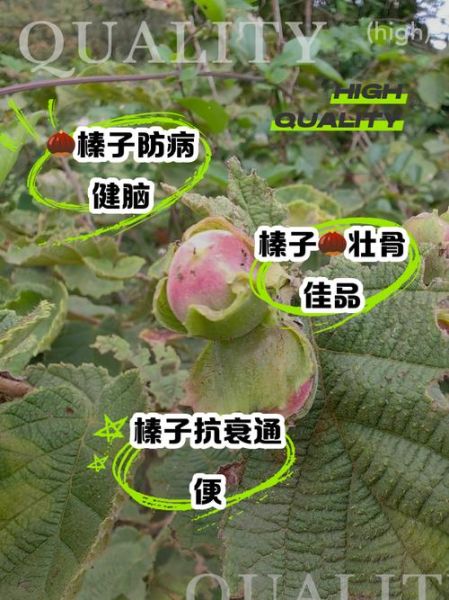 野生榛子的功效与作用_一天吃多少合适-第1张图片-山城妙识