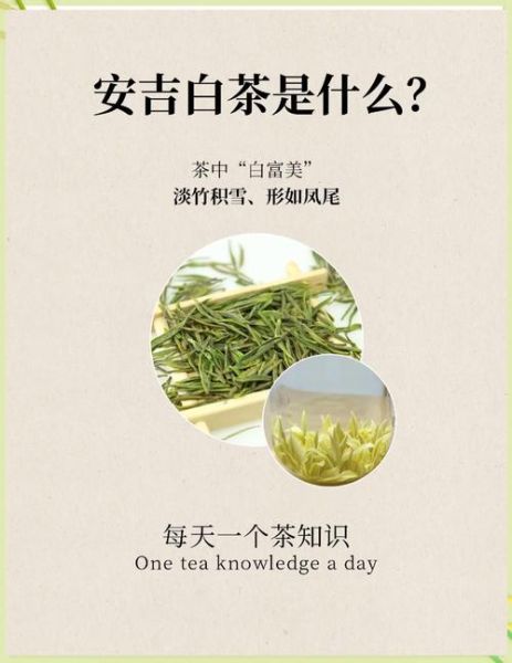 安吉白茶属于什么茶_为什么叫白茶-第1张图片-山城妙识