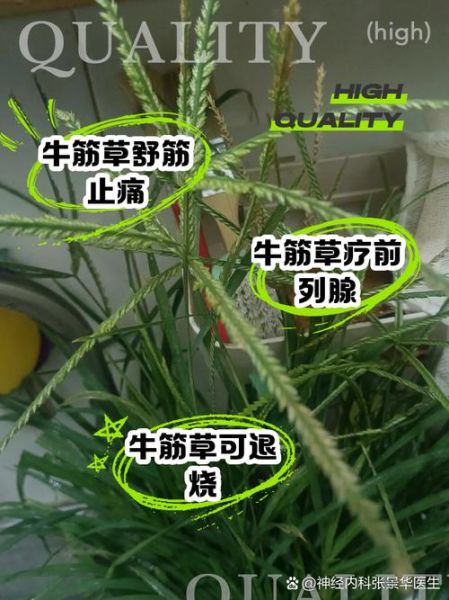 牛筋草对脑梗有效果吗_牛筋草怎么喝才管用-第1张图片-山城妙识