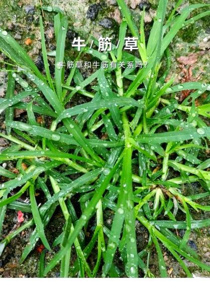 牛筋草对脑梗有效果吗_牛筋草怎么喝才管用-第2张图片-山城妙识