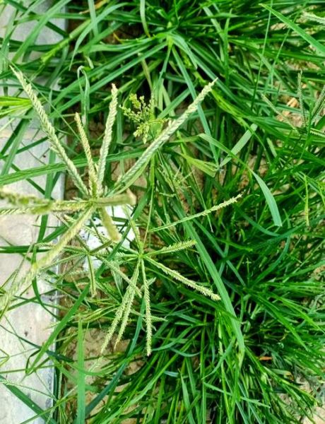 牛筋草对脑梗有效果吗_牛筋草怎么喝才管用-第3张图片-山城妙识