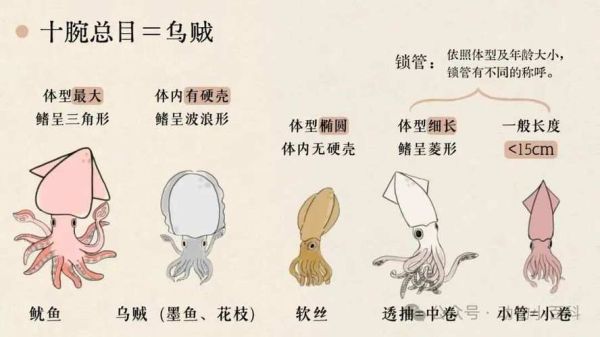 乌贼王配招_乌贼王怎么配招-第2张图片-山城妙识