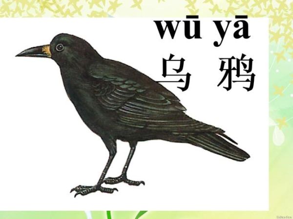 乌鸦的拼音怎么写_乌鸦叫声怎么模仿-第2张图片-山城妙识 乌鸦的拼音怎么写_乌鸦叫声怎么模仿-第2张图片-山城妙识