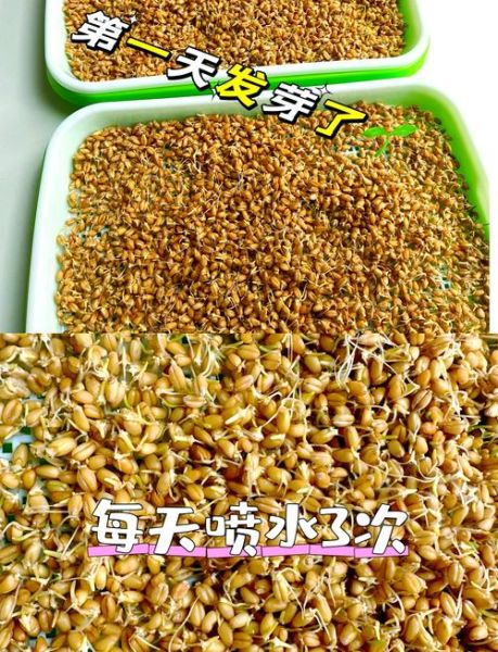 麦芽糖怎么做小零食_麦芽糖小零食做法大全-第1张图片-山城妙识