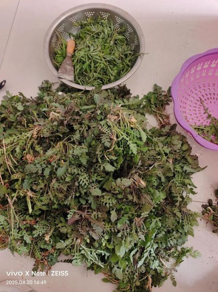 荠荠菜饺子怎么调馅才鲜嫩_荠荠菜饺子焯水还是不焯水-第3张图片-山城妙识