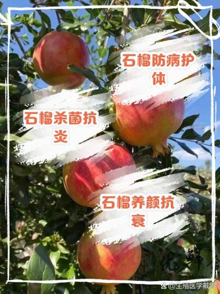石榴的功效与作用_石榴的禁忌有哪些-第2张图片-山城妙识