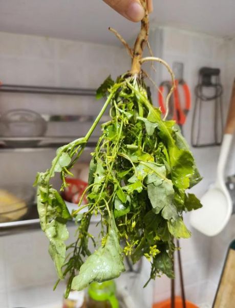 生鱼汤怎么做最有营养_生鱼汤去腥技巧-第1张图片-山城妙识