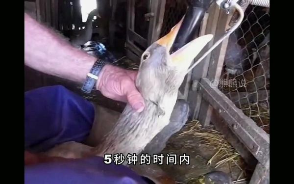 法国鹅肝为什么残忍_鹅肝制作过程-第1张图片-山城妙识