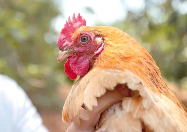 海南文昌鸡图片_正宗文昌鸡长什么样-第2张图片-山城妙识