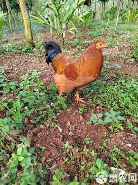 海南文昌鸡图片_正宗文昌鸡长什么样-第3张图片-山城妙识