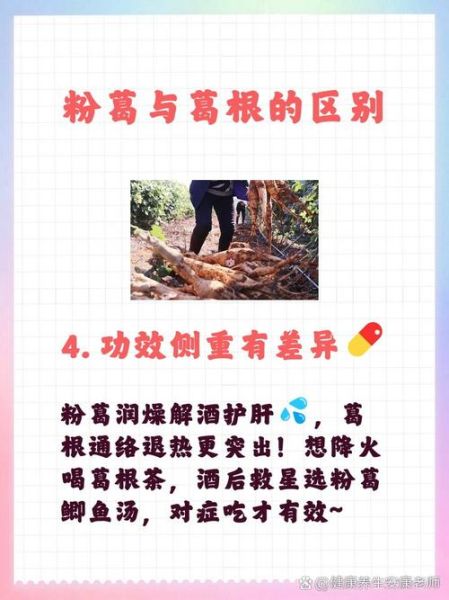 粉葛和葛根是一样的吗_粉葛与葛根区别-第1张图片-山城妙识