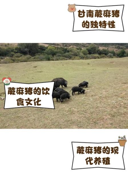 蕨麻猪是什么_蕨麻猪多少钱一斤-第2张图片-山城妙识 蕨麻猪是什么_蕨麻猪多少钱一斤-第2张图片-山城妙识