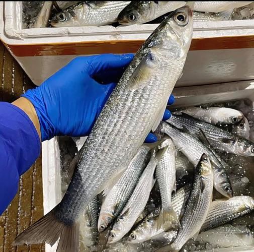 乌头鱼图片怎么区分_乌头鱼高清图片大全-第3张图片-山城妙识