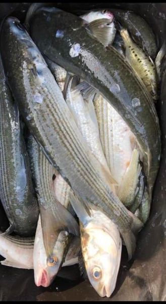 乌头鱼图片怎么区分_乌头鱼高清图片大全-第1张图片-山城妙识