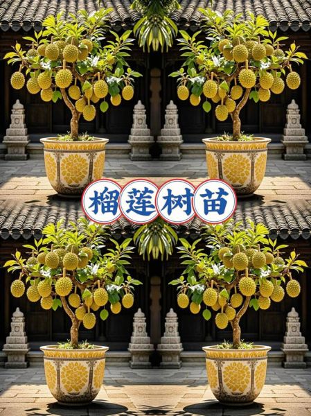 榴莲树苗多少钱一棵_榴莲树苗价格影响因素-第3张图片-山城妙识