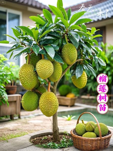 榴莲树苗多少钱一棵_榴莲树苗价格影响因素-第2张图片-山城妙识