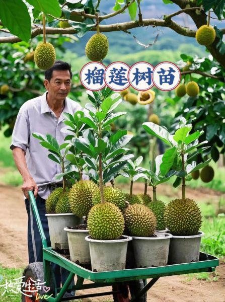 榴莲树苗多少钱一棵_榴莲树苗价格影响因素-第1张图片-山城妙识