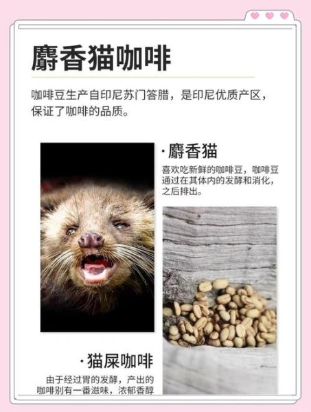 猫屎咖啡是怎么来的_猫屎咖啡为什么那么贵-第1张图片-山城妙识