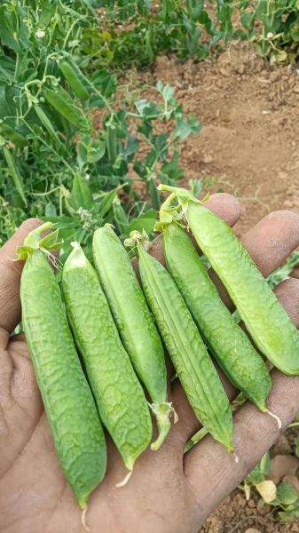 碗豆图片大全_碗豆高清壁纸哪里找-第2张图片-山城妙识