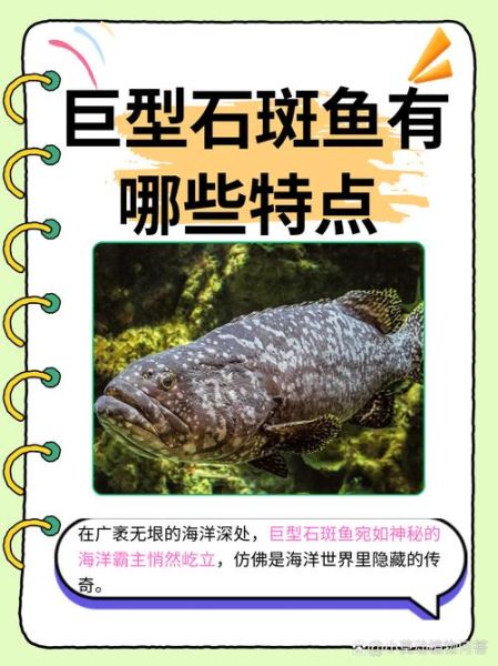 石斑鱼种类大全_石斑鱼图片怎么区分-第3张图片-山城妙识