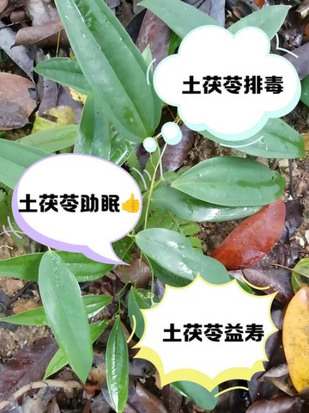 女性长期喝茯苓的坏处_茯苓泡水副作用-第3张图片-山城妙识