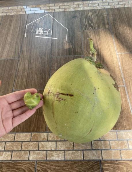 椰子怎么吃_椰子吃法大全-第1张图片-山城妙识