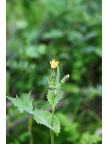 苦苦菜图片_苦苦菜长什么样-第1张图片-山城妙识