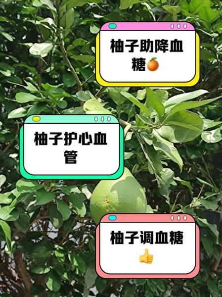 柚子糖份高吗_糖尿病人能吃柚子吗-第2张图片-山城妙识