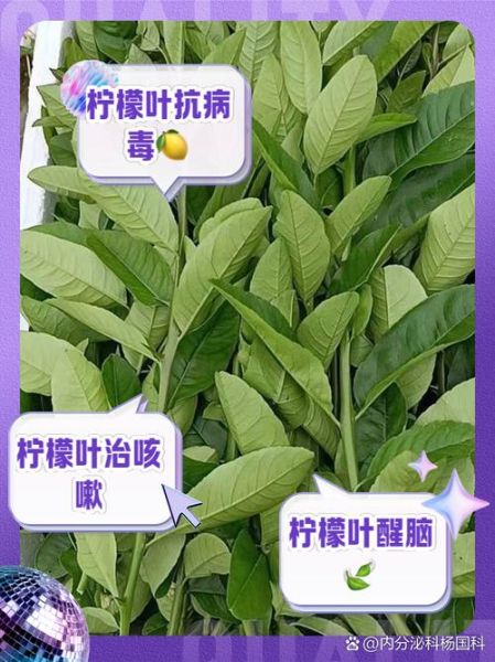 柠檬叶的功效与作用_柠檬叶可以长期泡水喝吗-第2张图片-山城妙识 柠檬叶的功效与作用_柠檬叶可以长期泡水喝吗-第2张图片-山城妙识