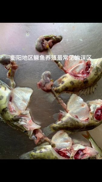 鳜鱼养殖利润怎么样_鳜鱼养殖成本与利润分析-第1张图片-山城妙识