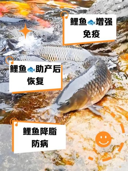 鲤鱼怎么养_鲤鱼咒语是真的吗-第3张图片-山城妙识