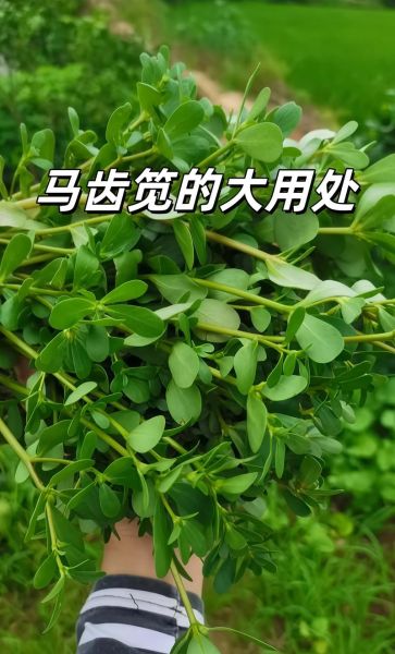 马齿笕治白头发真的有效吗_马齿笕治白头发怎么用-第2张图片-山城妙识